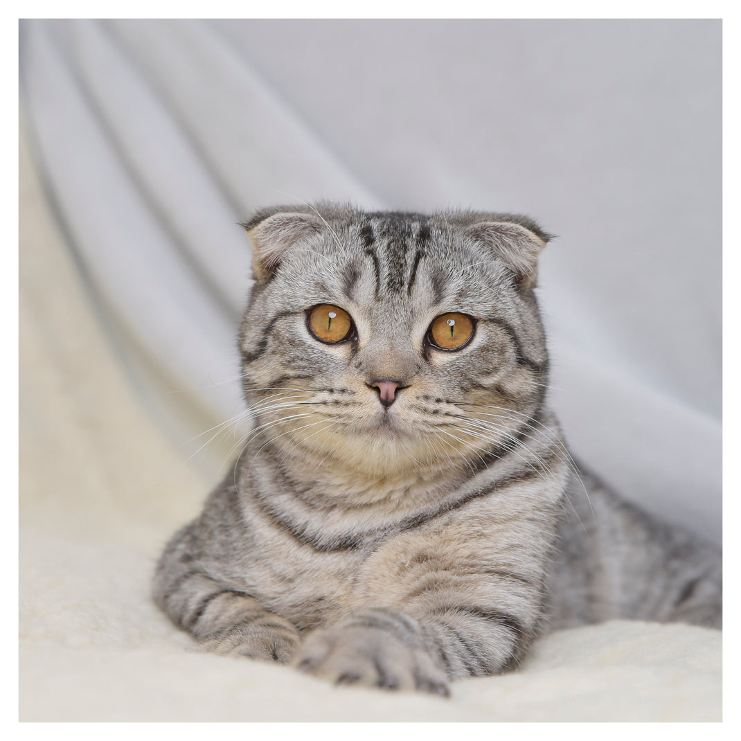 Mac – Canterbury Tails Cat Cafe