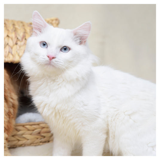 Mayo – Canterbury Tails Cat Cafe